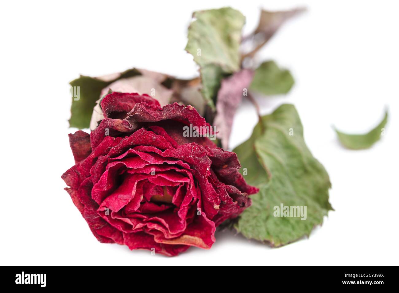 Dried rose flowers isolated on white background Stock Photo - Alamy