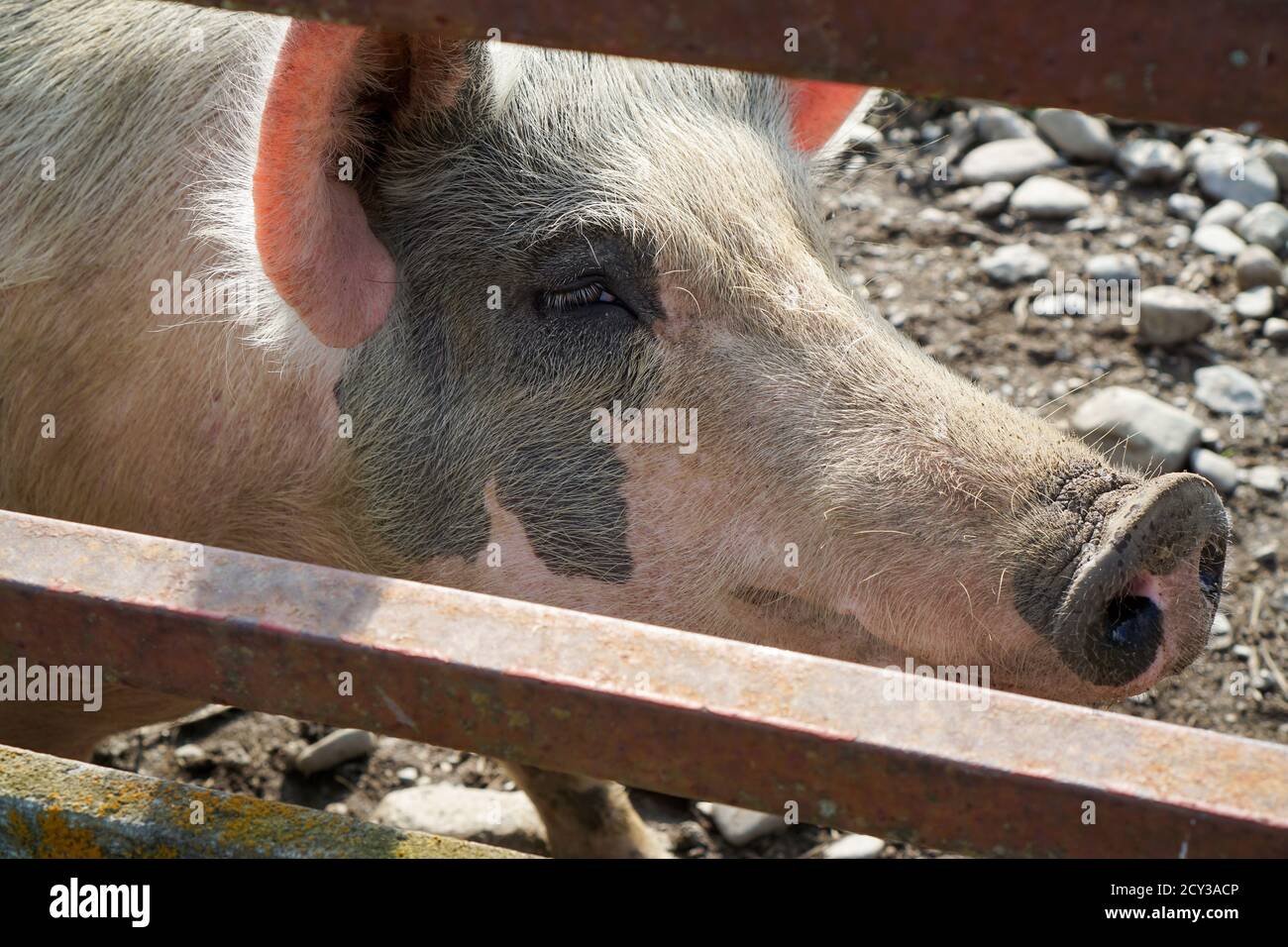 Hog with snout through a metal fence Stock Photo - Alamy