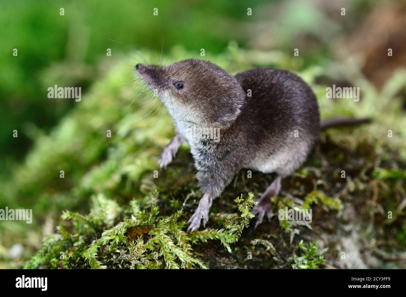 Common shrew hi-res stock photography and images - Alamy