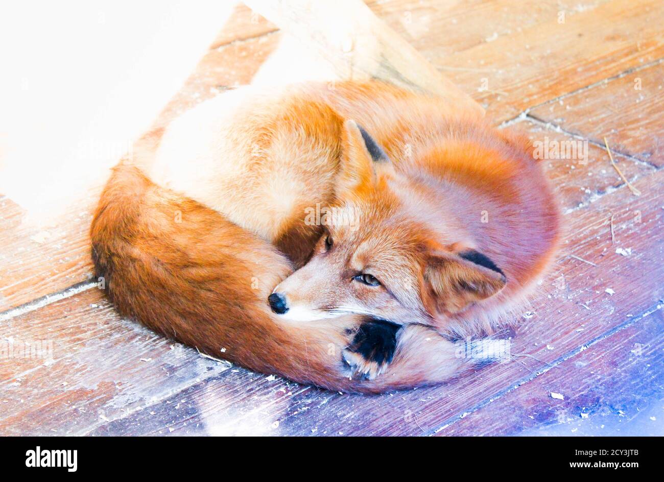 The fox lies on the floor, rolled into a ball Stock Photo - Alamy