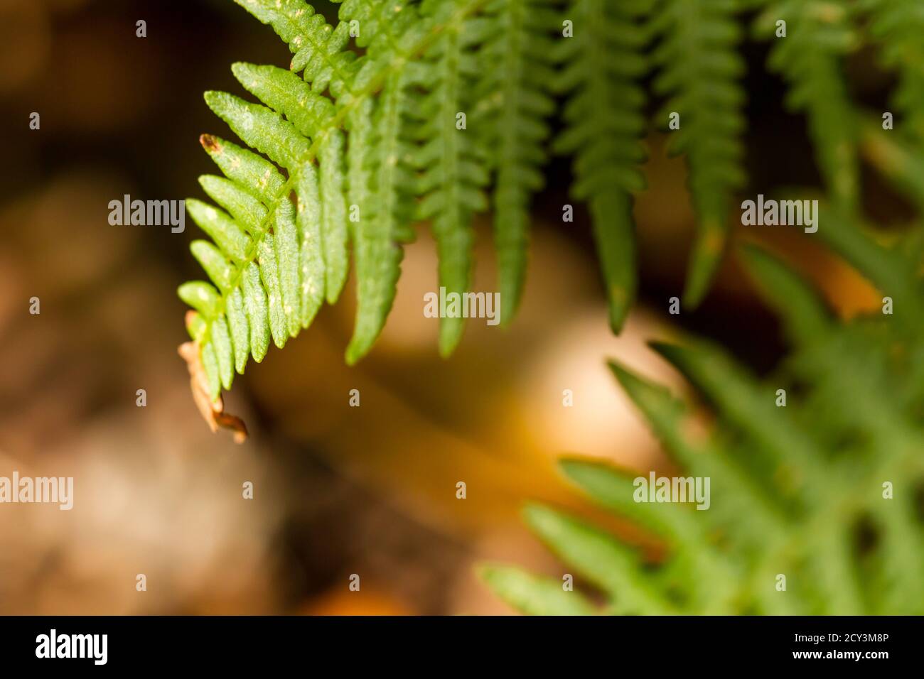 England fern leaf hi-res stock photography and images - Alamy
