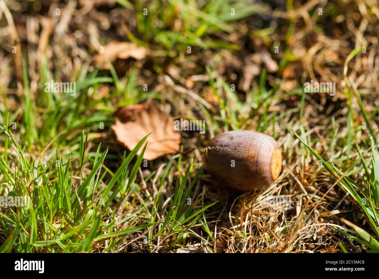 Closeup of an Acorn nut on the ground in autumn, England, UK Stock ...
