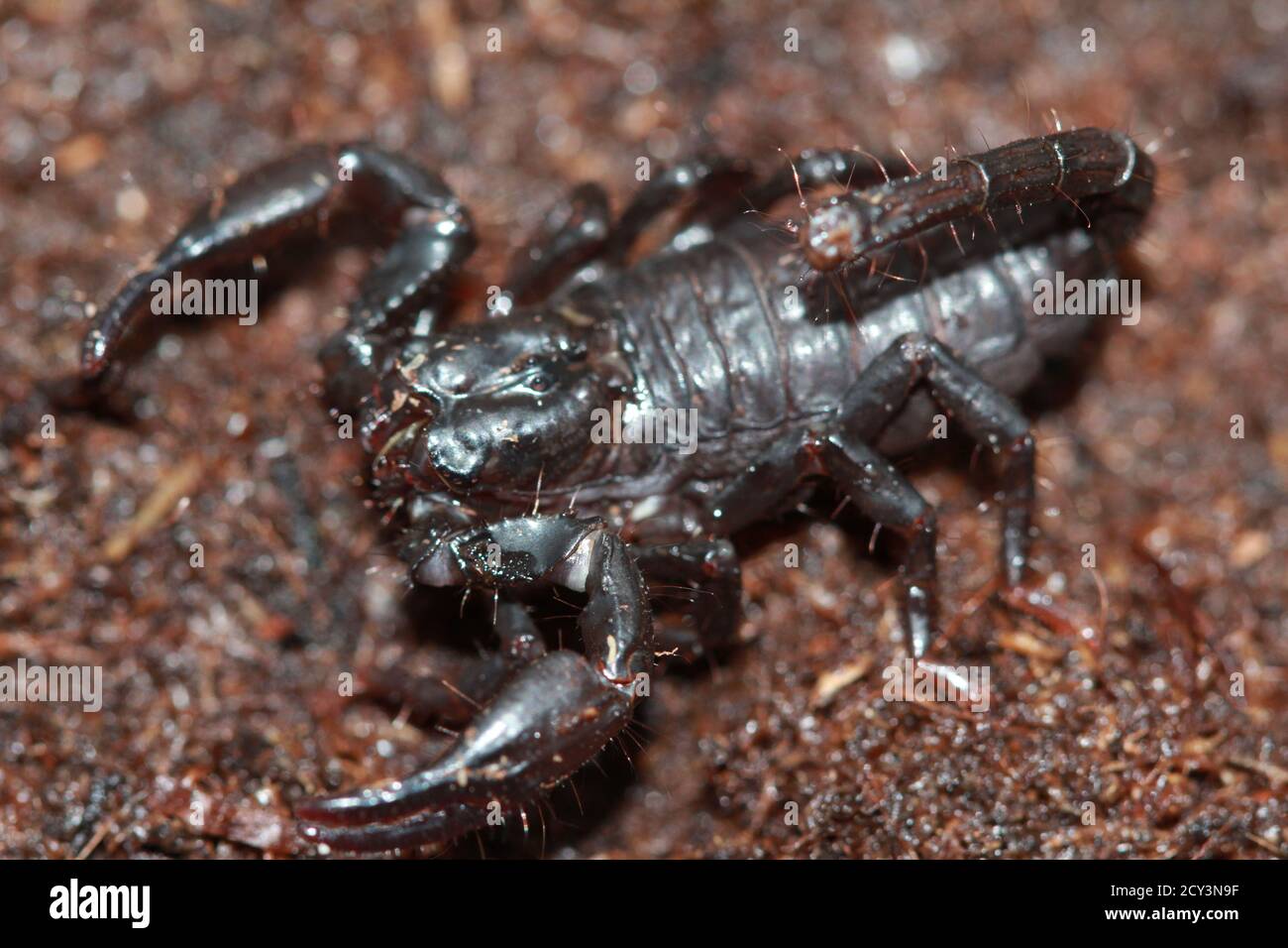 Scorpion Fight High Resolution Stock Photography and Images - Alamy