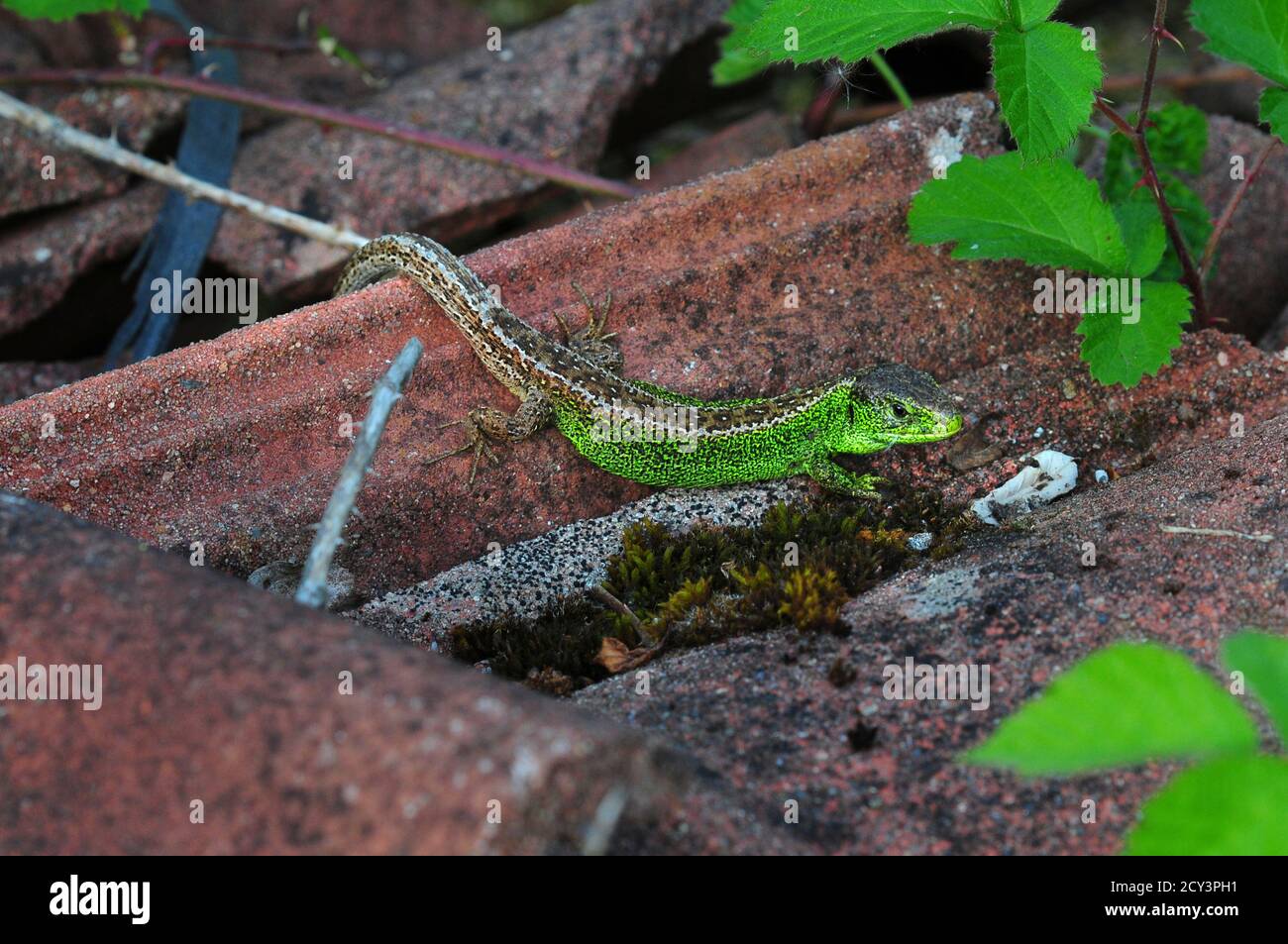 Sand lizards hi-res stock photography and images - Alamy