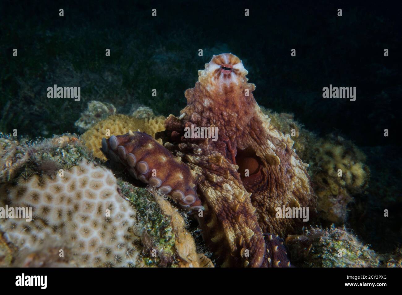 octopuse from the reefs of the red sea Stock Photo - Alamy