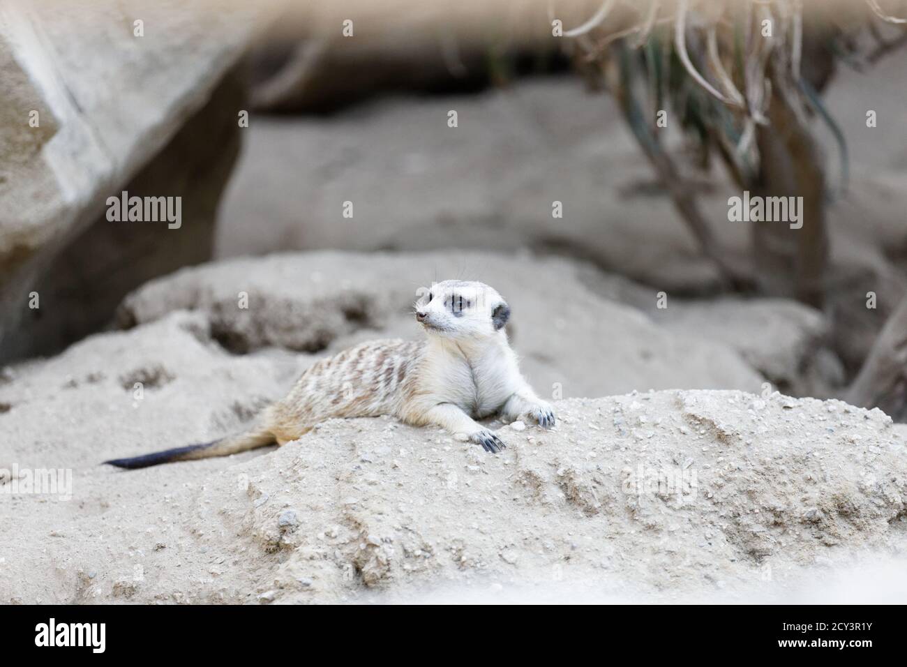 King mongoose hi-res stock photography and images - Alamy