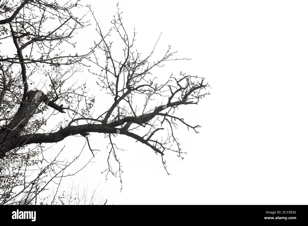 dry tree branch isolated on white background Stock Photo - Alamy