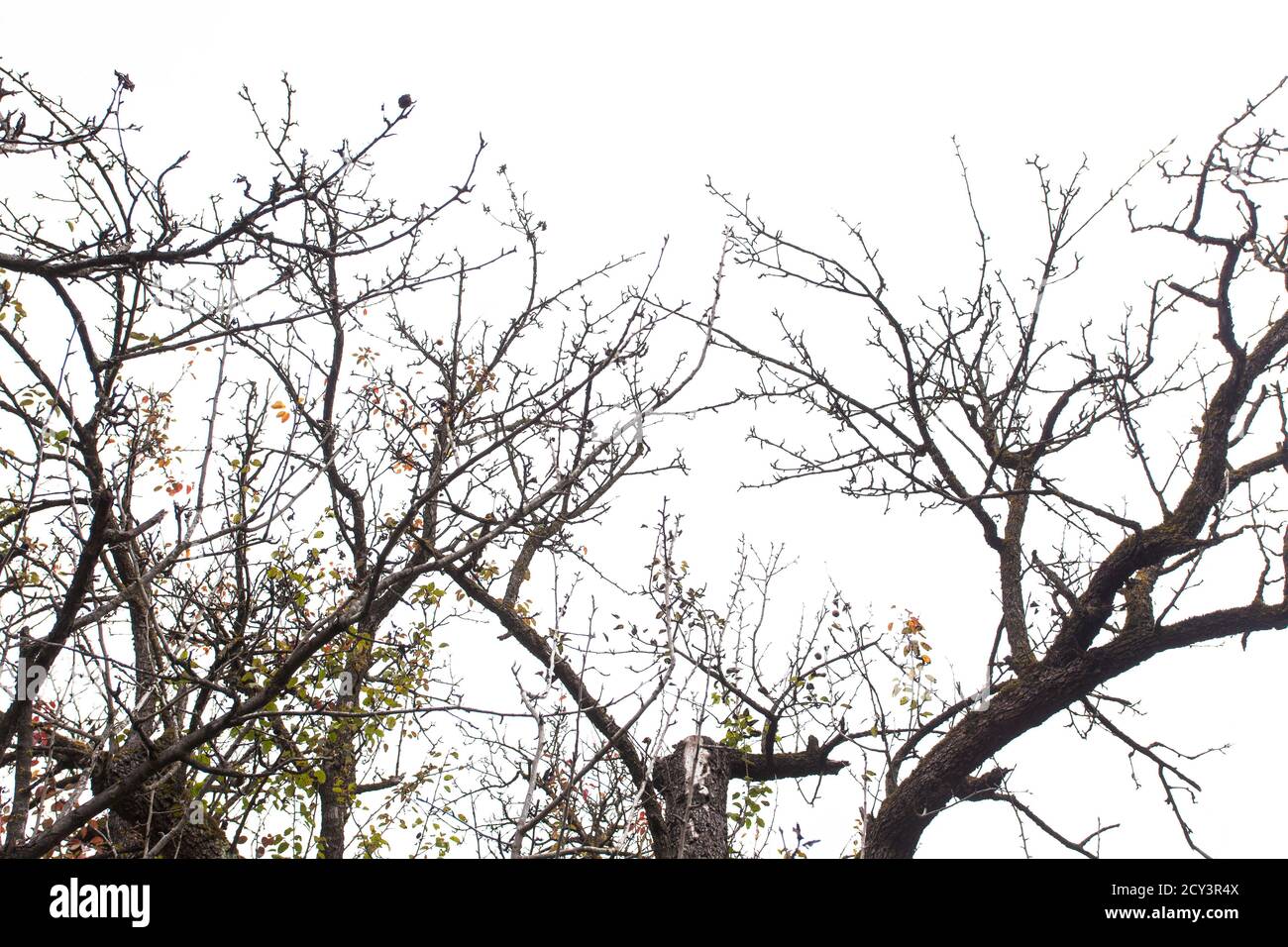 dry tree branch isolated on white background Stock Photo - Alamy