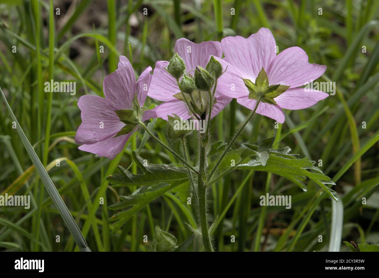 Musk mallow (Malva moschata) blooming in meadow in Baar, Switzerland ...