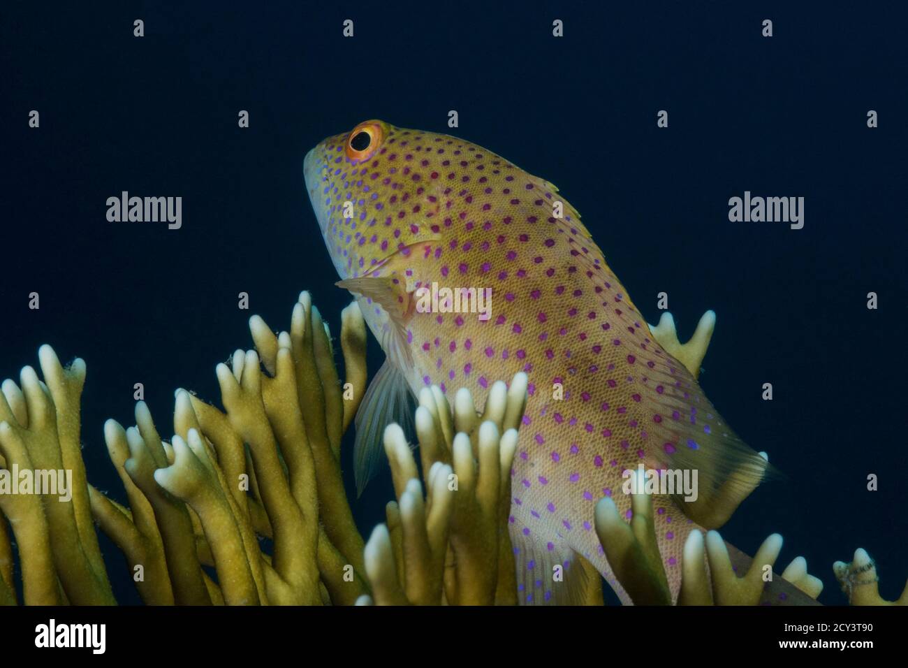grouper fish from the red sea coral reefs Stock Photo - Alamy