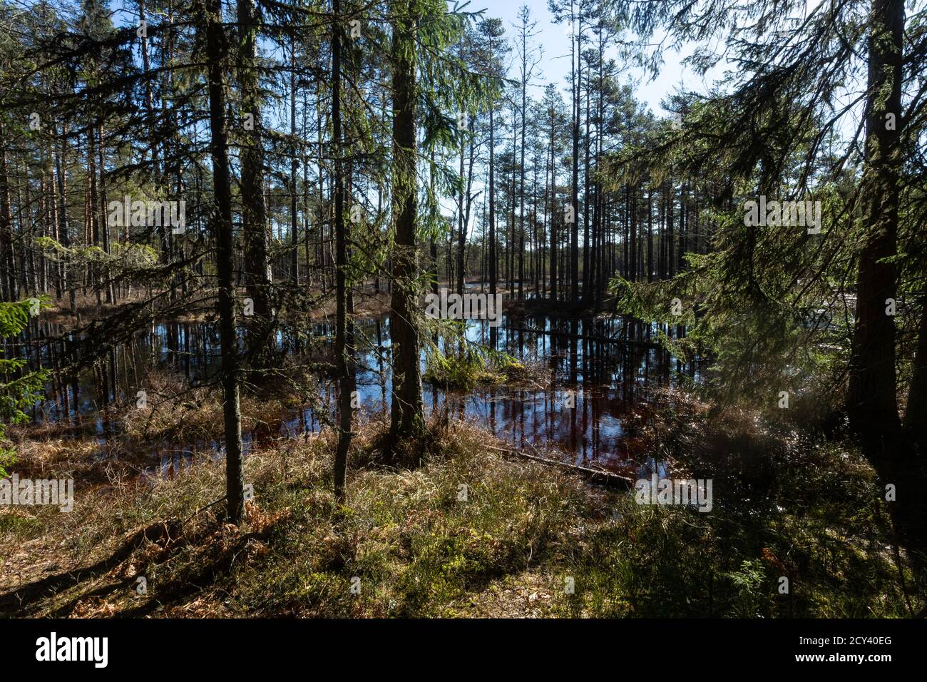 Winter ending. Estonia, Lahemaa National Park. Former Soviet ANtional ...