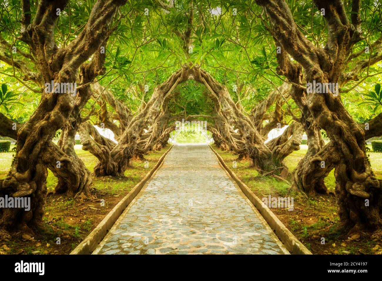 Creepy tree tunnel hi-res stock photography and images - Alamy
