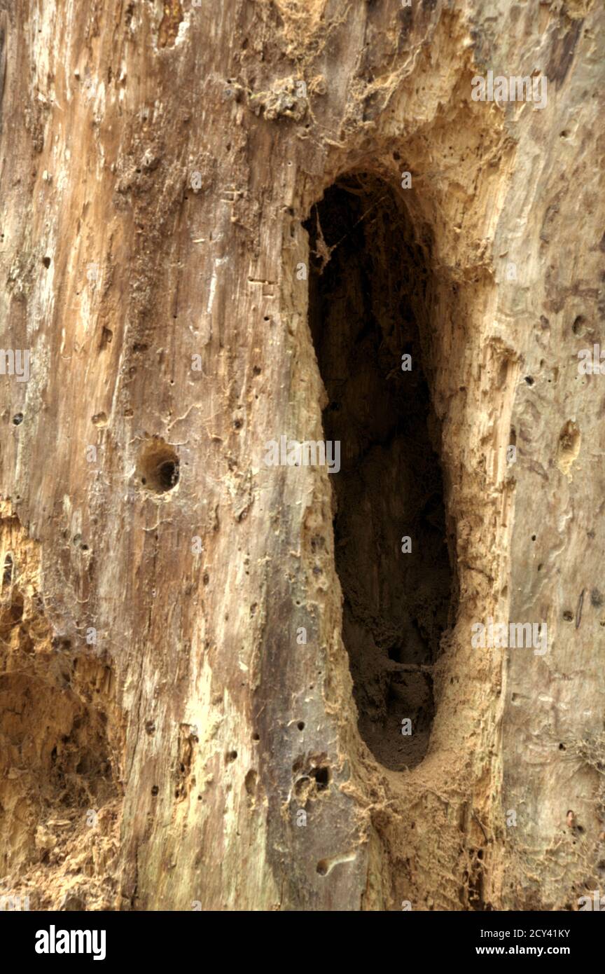 Holes bored by foraging woodpecker in tree trunk, Baar in Switzerland ...