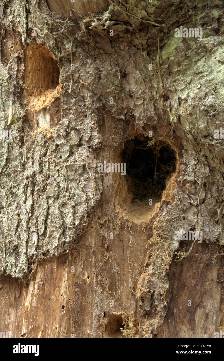 Holes bored by foraging woodpecker in tree trunk, Baar in Switzerland ...