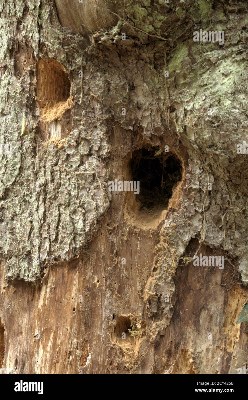 Bored holes hi-res stock photography and images - Alamy