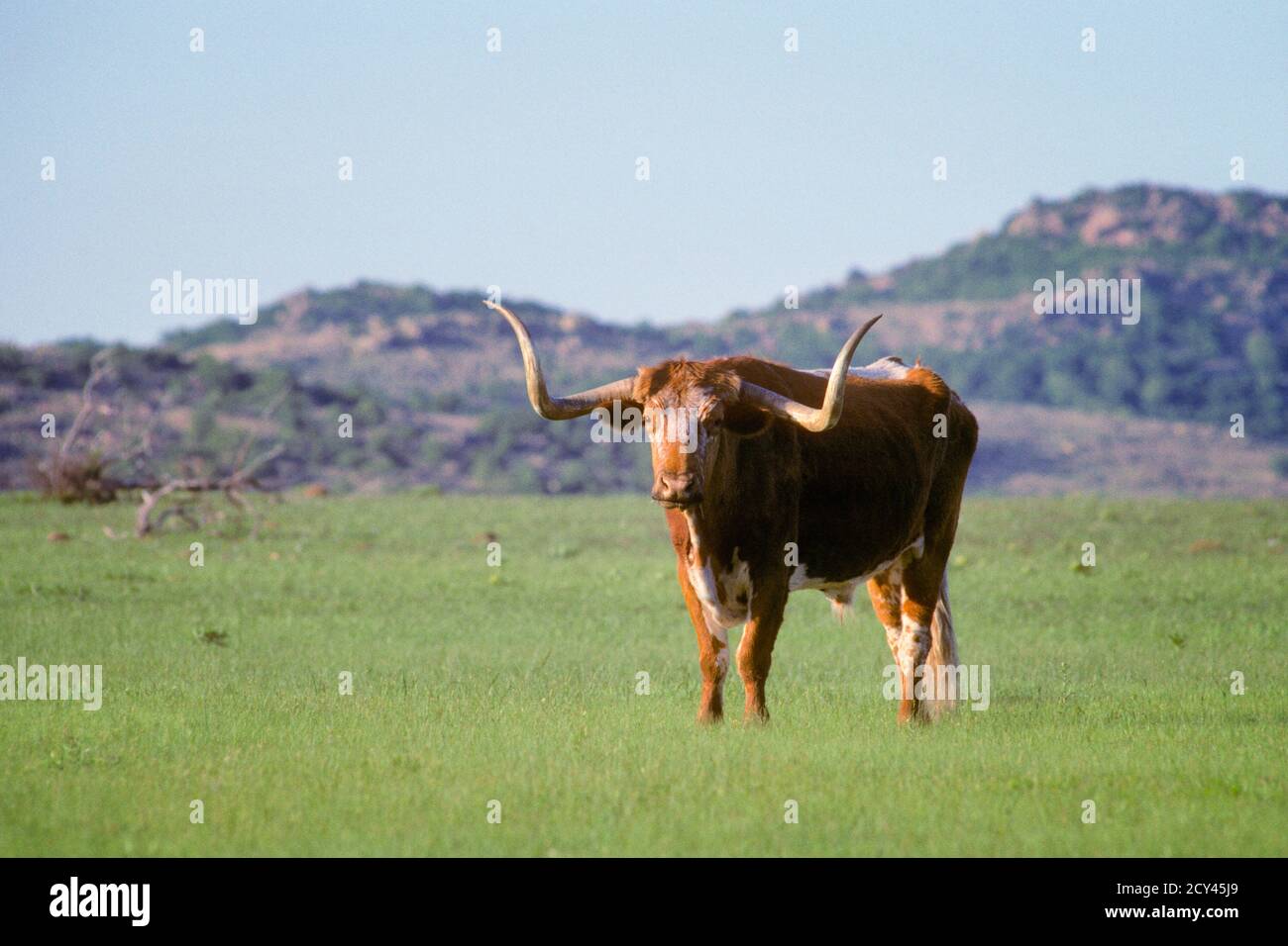1990s LONE TEXAS LONGHORN Bos taurus BOVINE IN PASTURE - kc11928 ULR001 ...