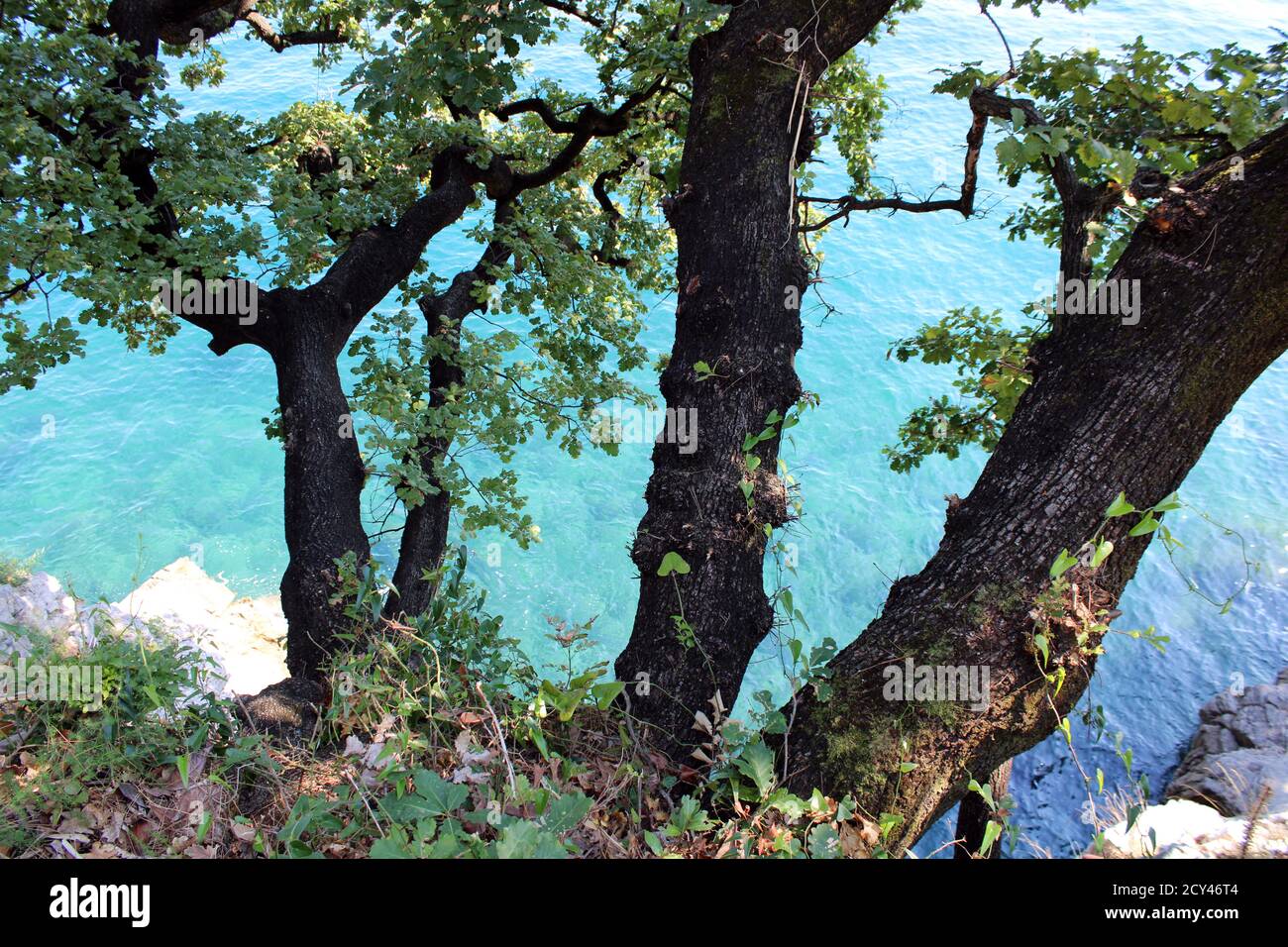 Lungomare Volosko-Opatija-Lovran, seaside promenade details, Kvarner ...