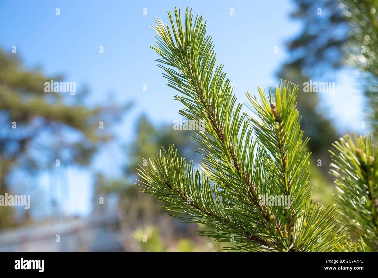 Prickly Cedar High Resolution Stock Photography and Images - Alamy