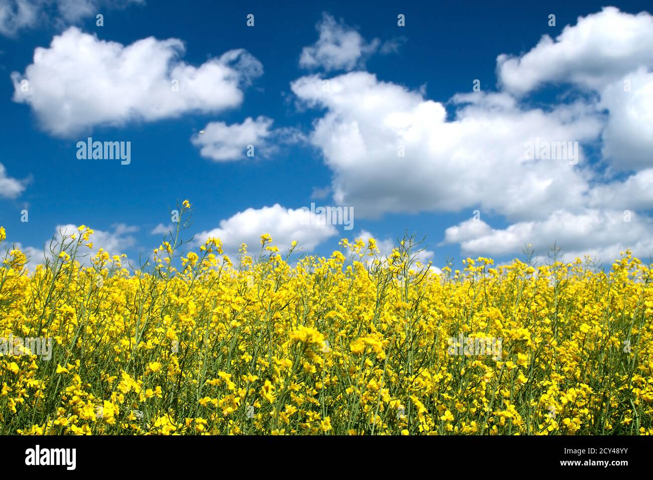 Summer flower field and blue sky Stock Photo - Alamy