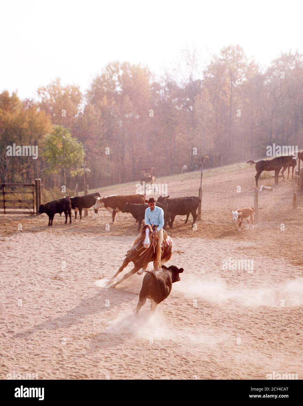 1960s SINGLE MAN COWBOY WORKING QUARTER HORSE IN CORRAL WITH STEERS AND ...