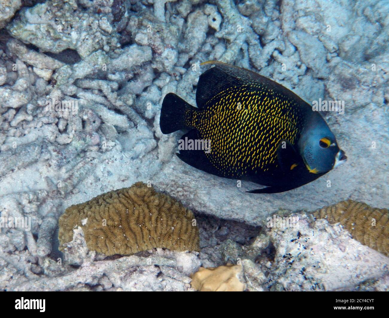 Snorkeling fish seychelles hi-res stock photography and images - Alamy