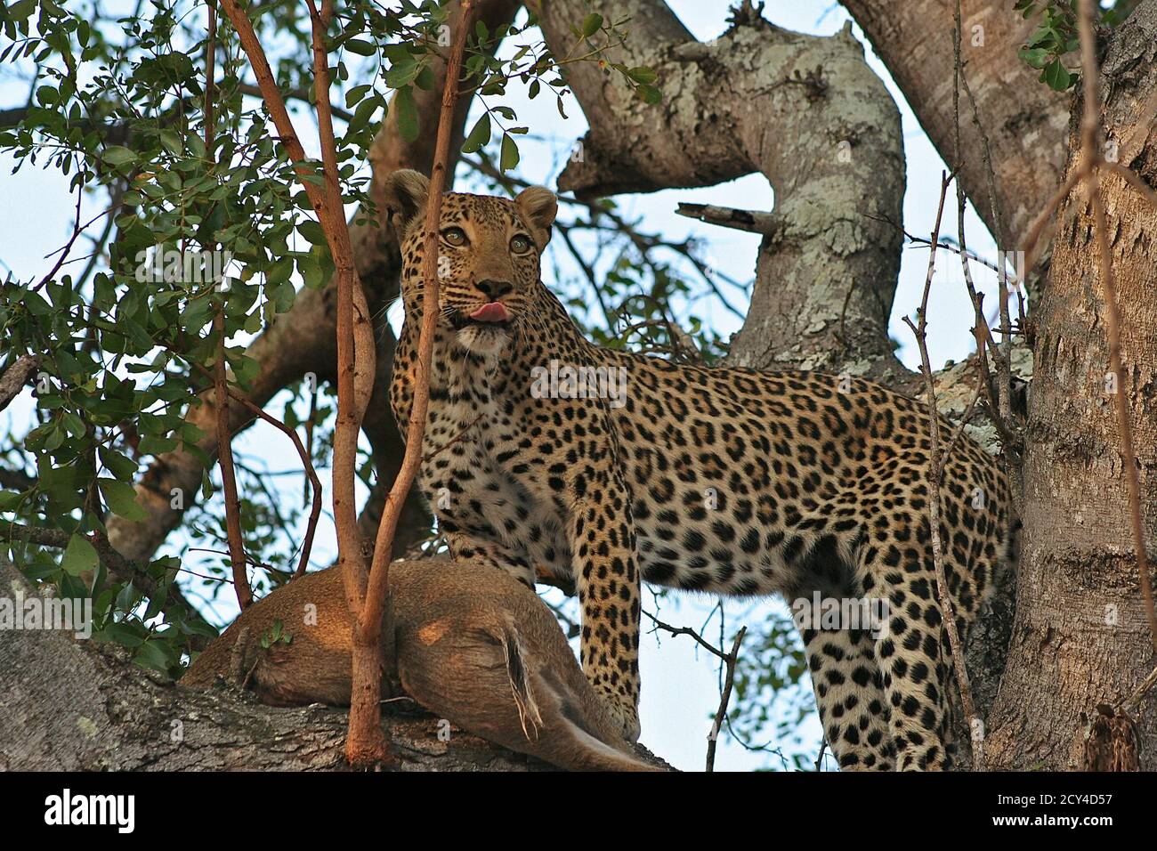 Leopard with a killed deer in a tree Stock Photo - Alamy