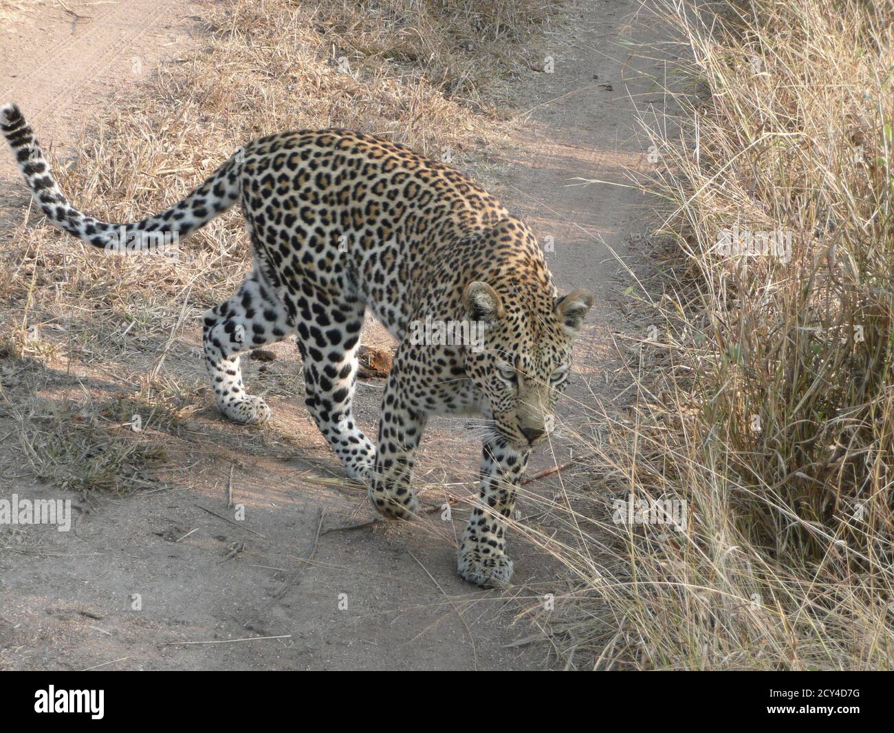 Lepard hi-res stock photography and images - Alamy