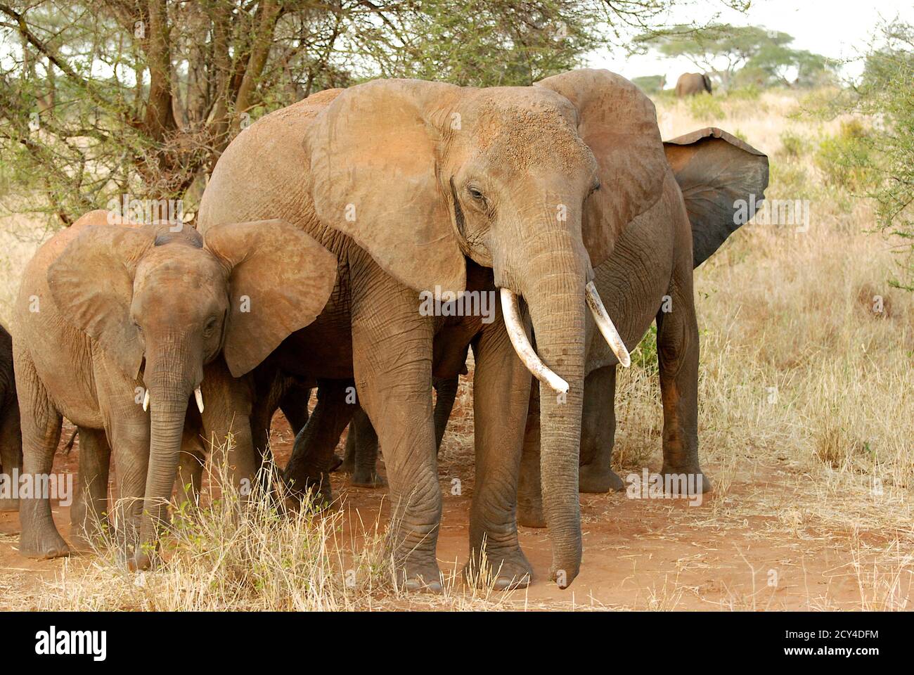 Elephants protecting their young Stock Photo - Alamy