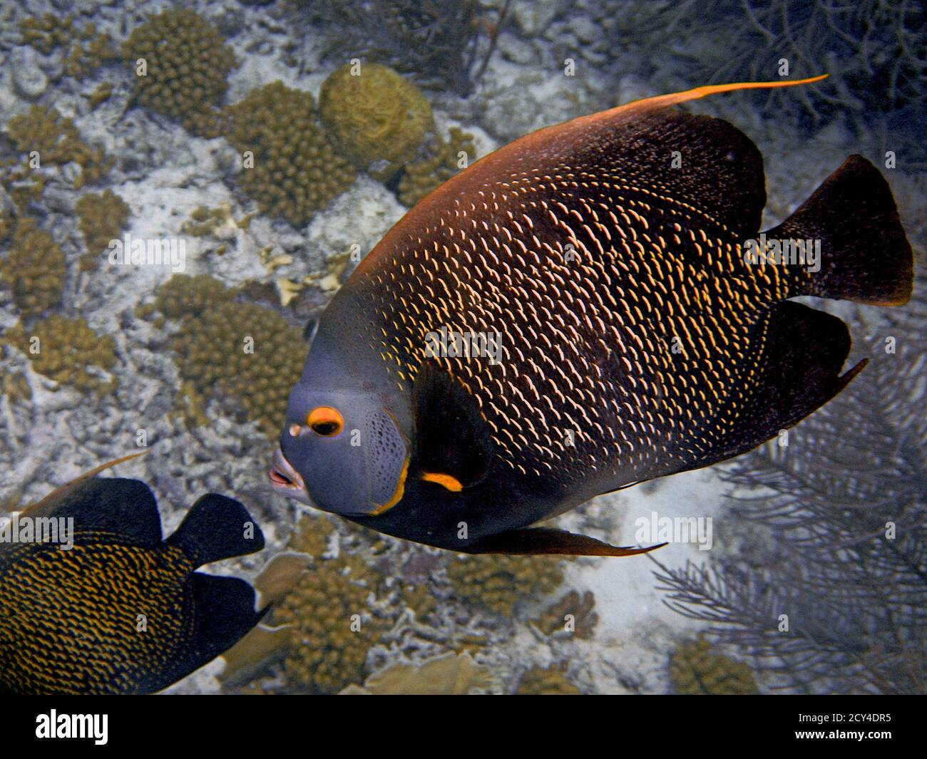 Scribbled angelfish hi-res stock photography and images - Alamy