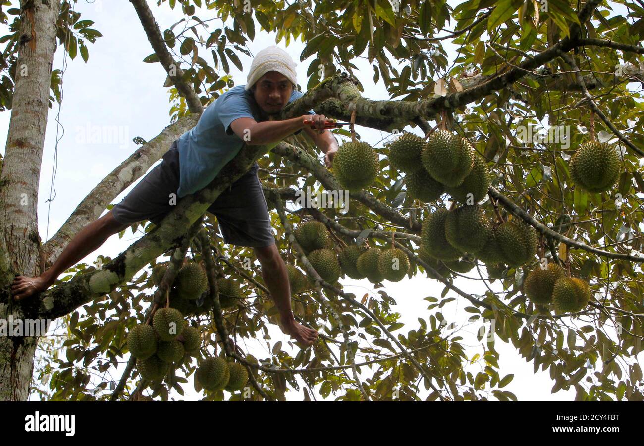 Food markets in davao city hi-res stock photography and images - Alamy