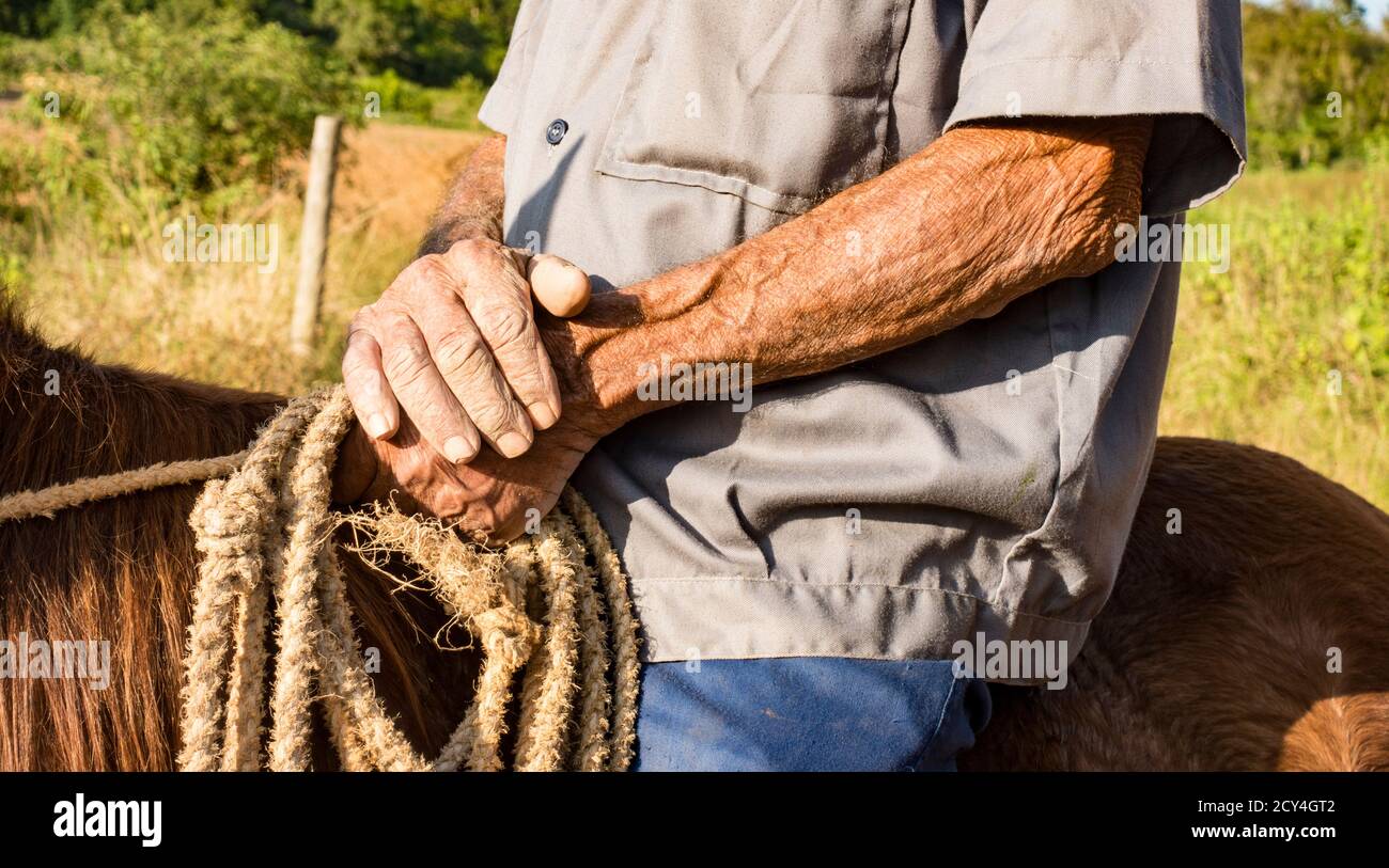 vinalis, Cuba Nov 23, 2017 - Closeup of the hands of a Cuban cowboy on ...