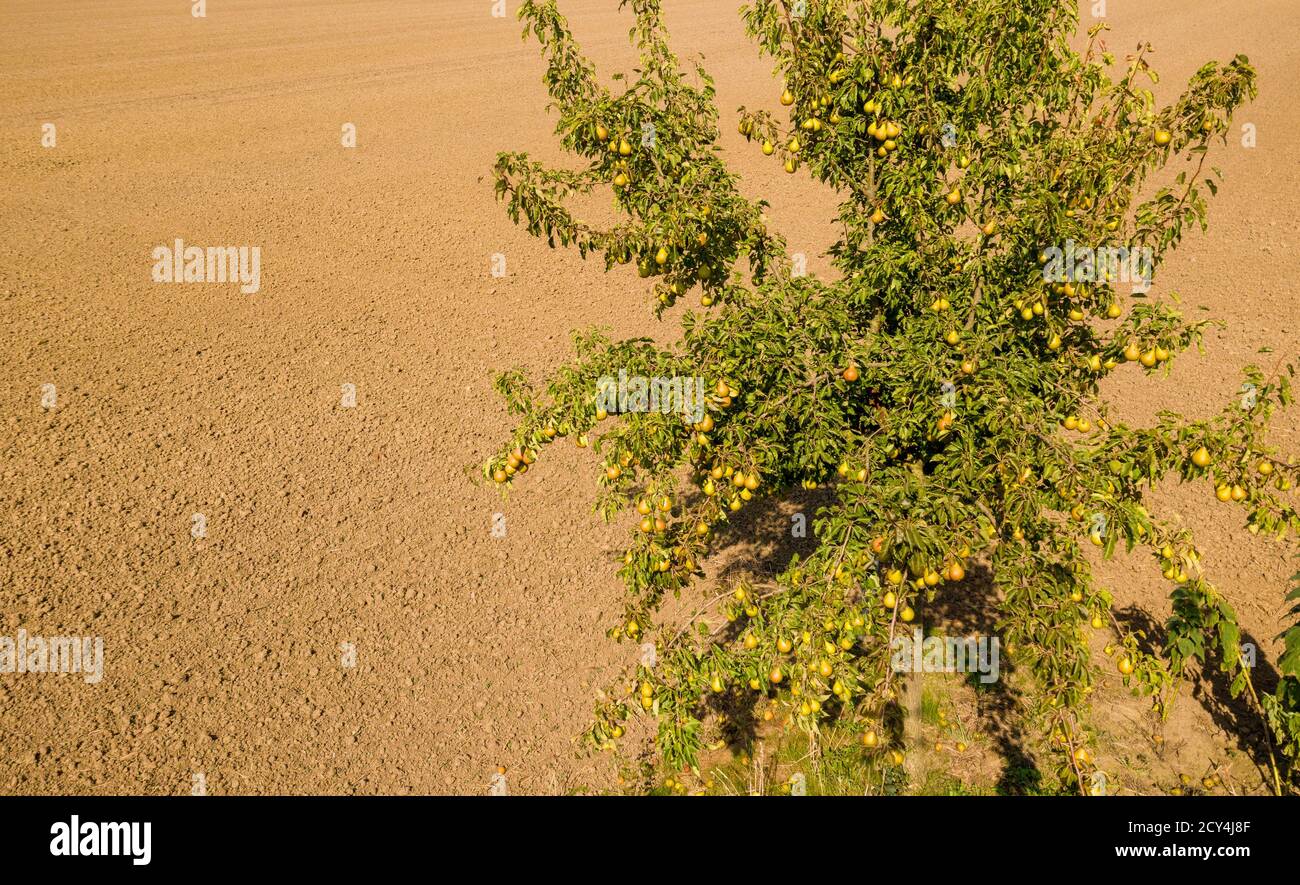 Earth pear hi-res stock photography and images - Alamy