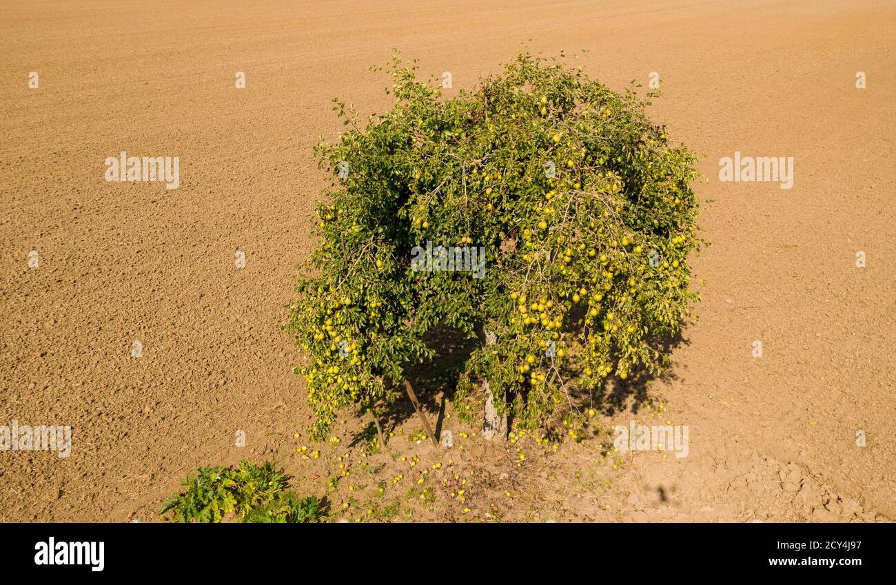 Earth Pear High Resolution Stock Photography and Images - Alamy