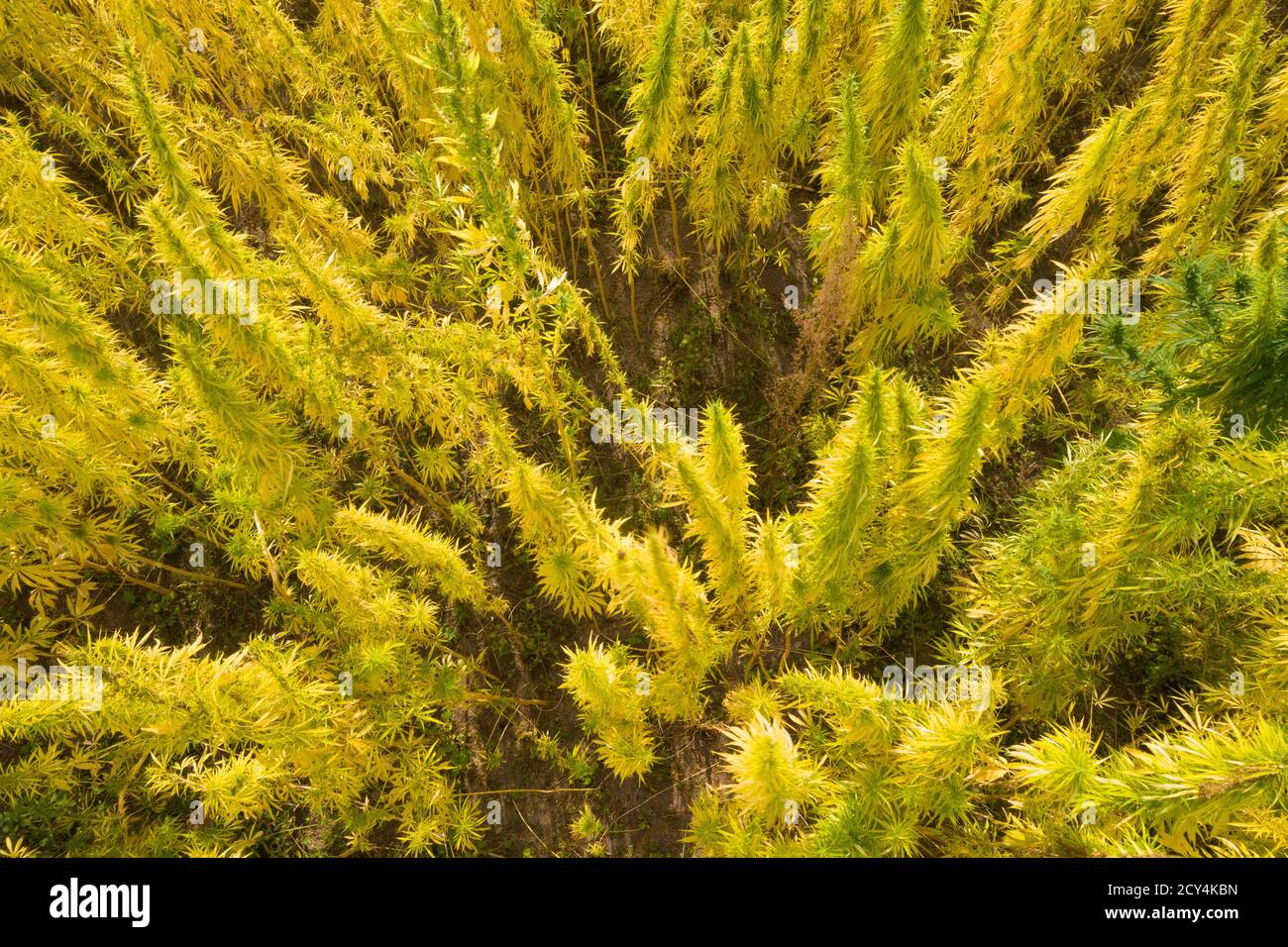 Animal fiber hi-res stock photography and images - Alamy