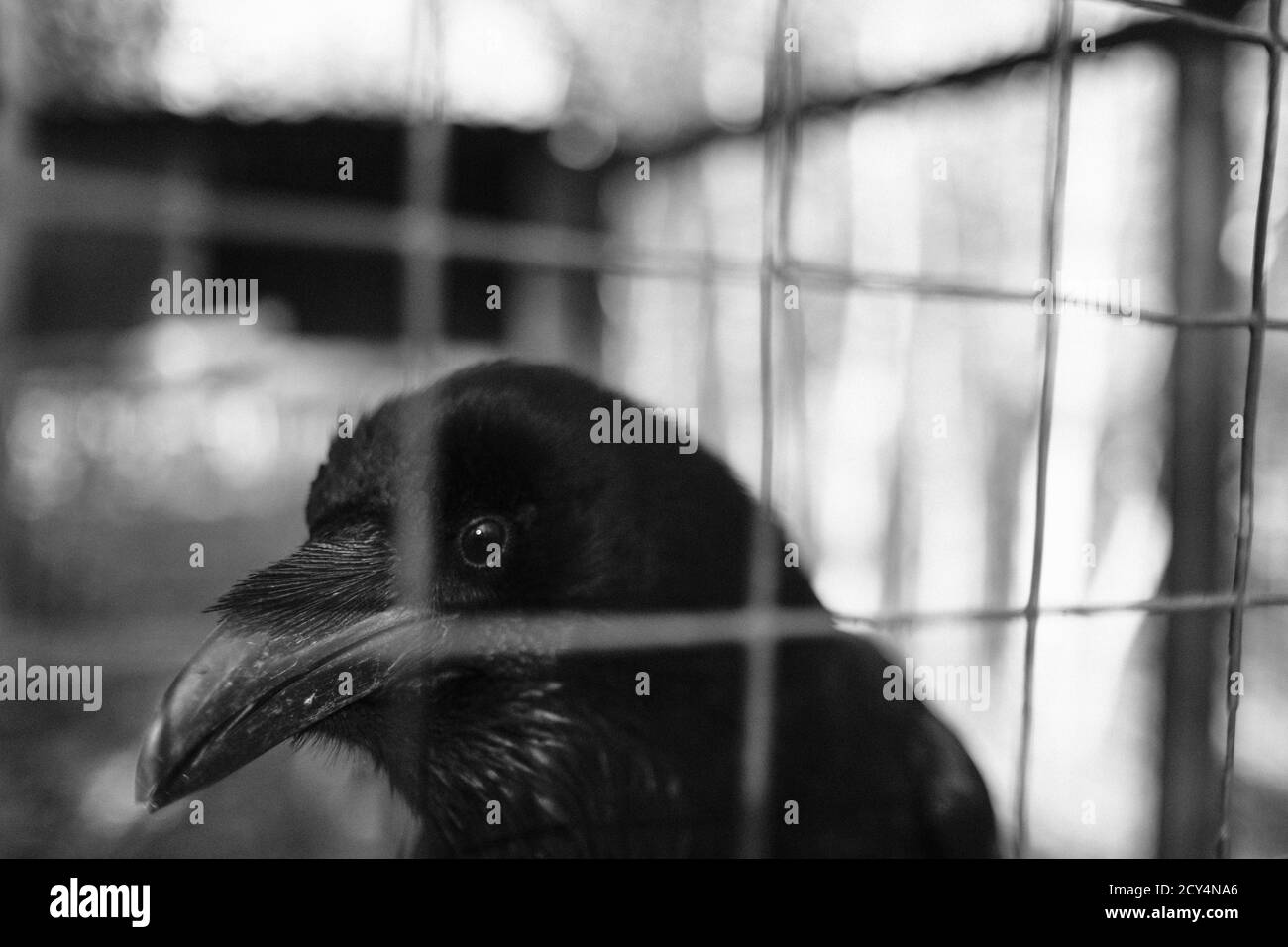 Blackbird fauna Black and White Stock Photos & Images - Alamy