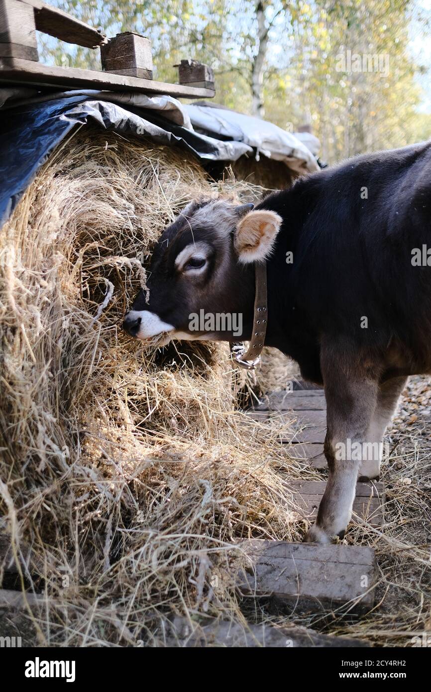 Vertical shot of a calf eating hay Stock Photo - Alamy