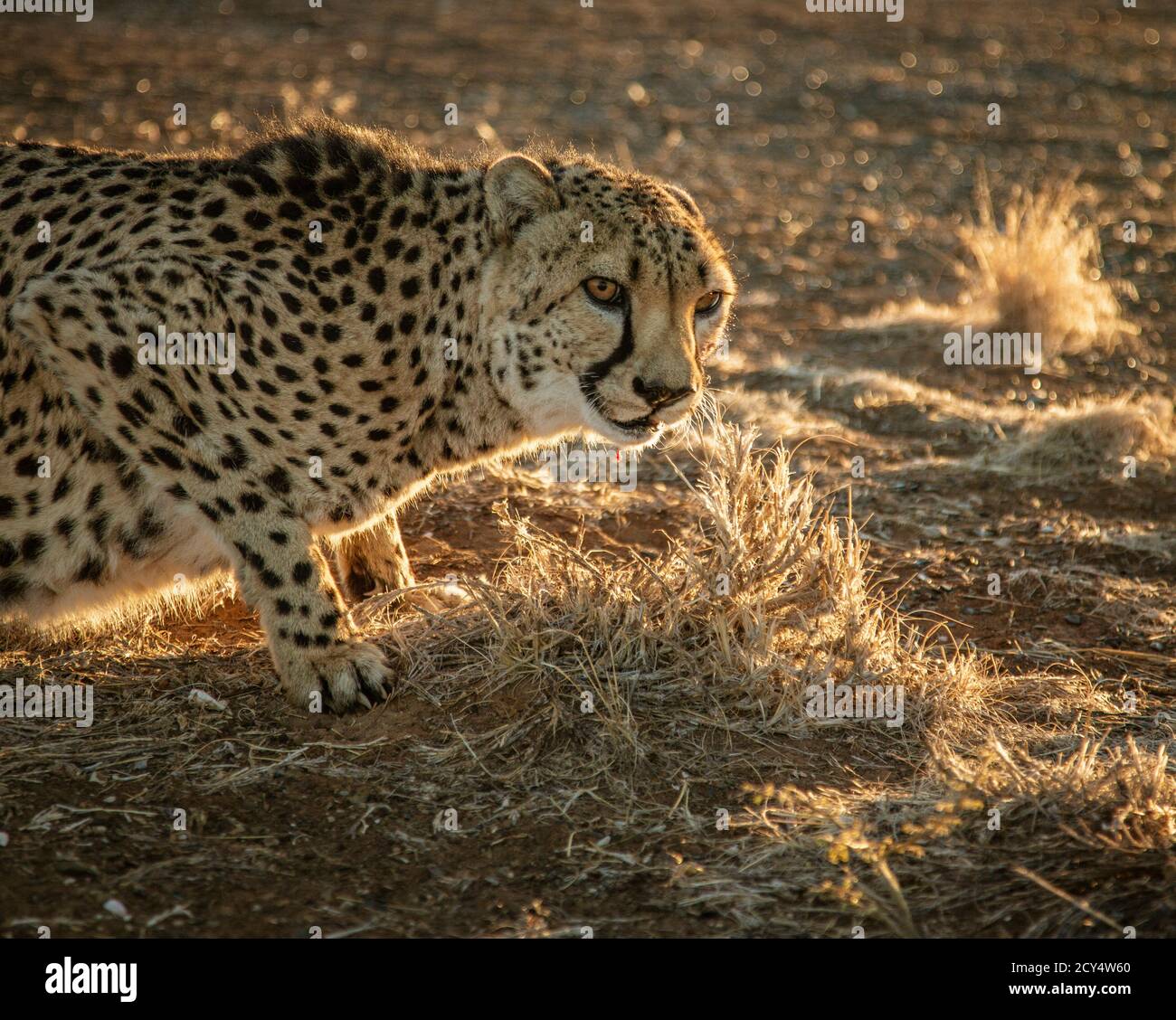 Closeup profile of adult cheetah in Namibia Stock Photo - Alamy
