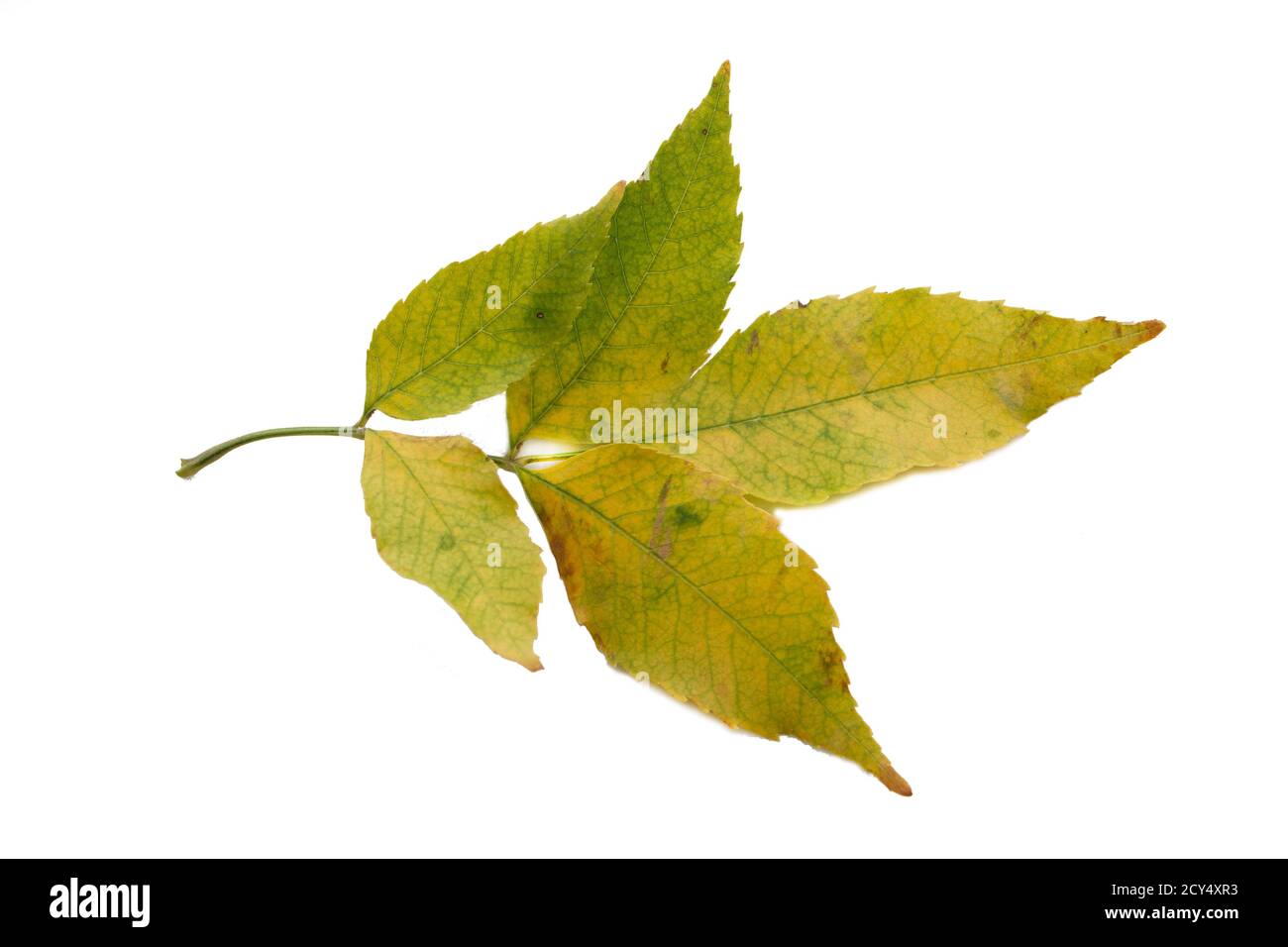 Golden ash branch hi-res stock photography and images - Alamy