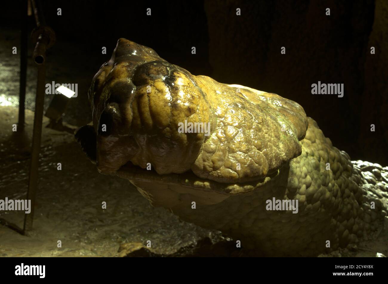 Phallic calcite formation in the Höllgrotten caves of Baar in ...