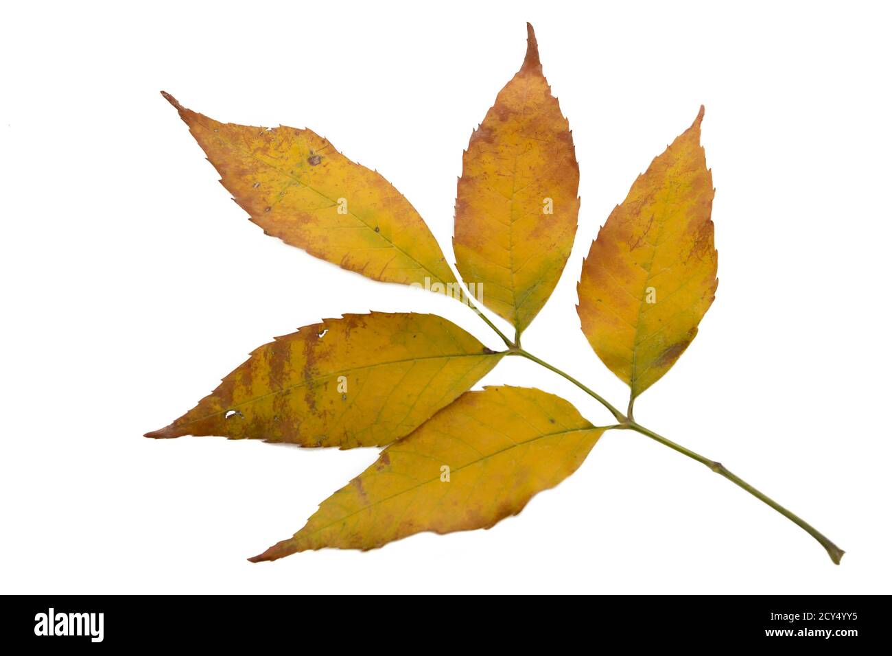 Yellow ash leaves isolated on white background Stock Photo - Alamy