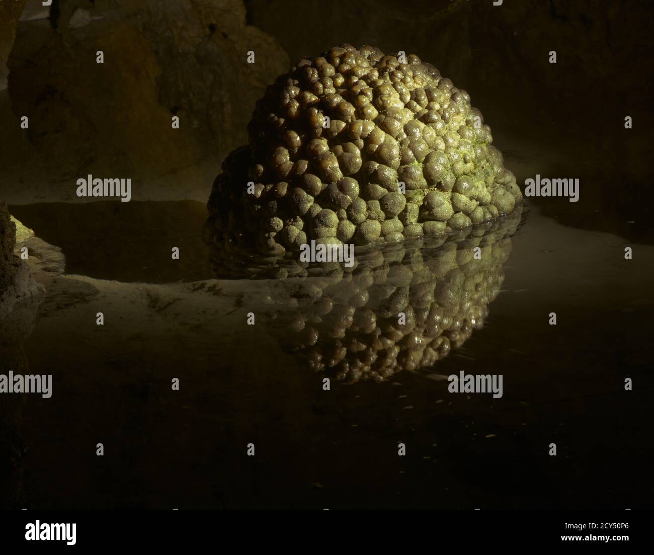 Nodules hi-res stock photography and images - Alamy