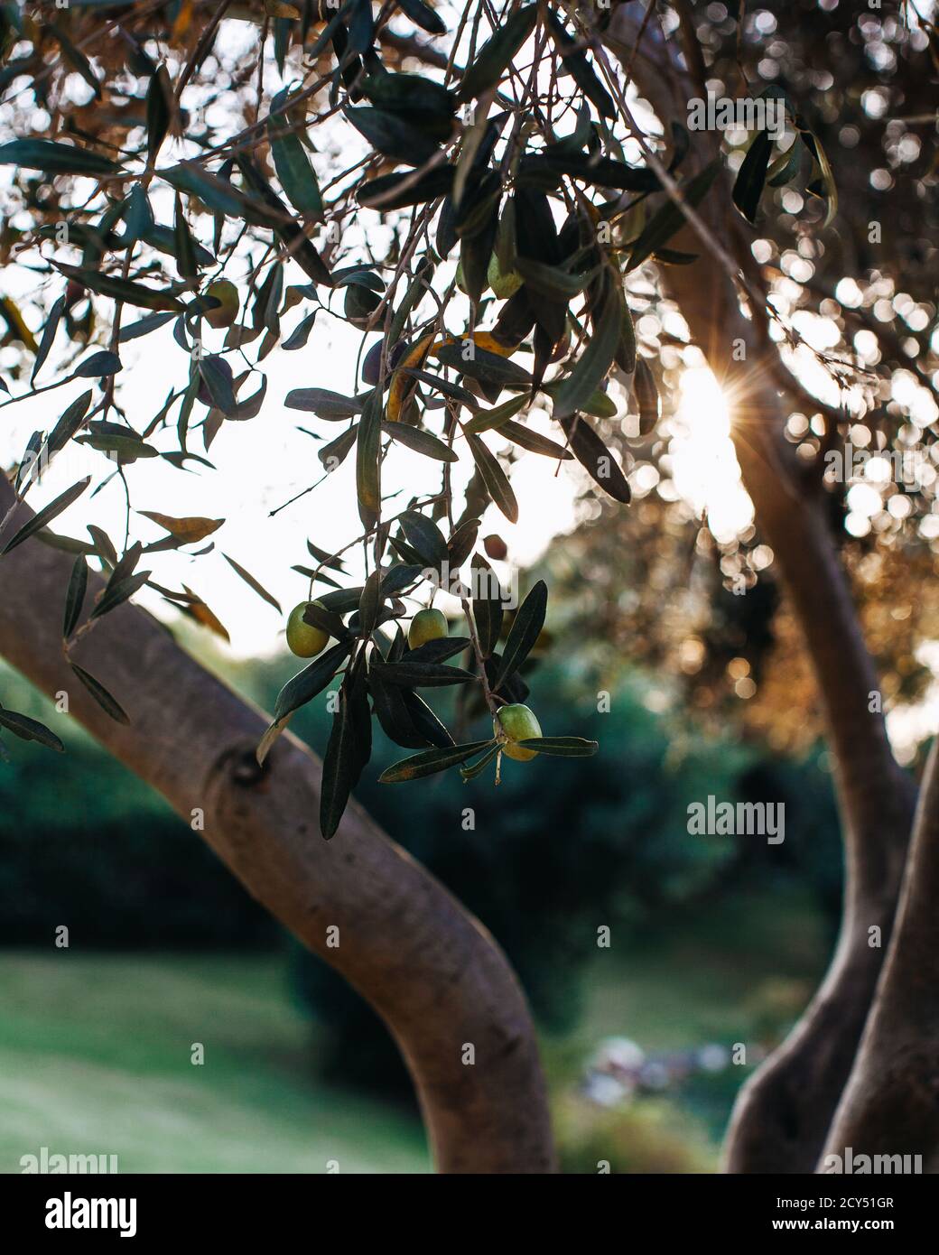 Olive Tree Garden High Resolution Stock Photography and Images - Alamy