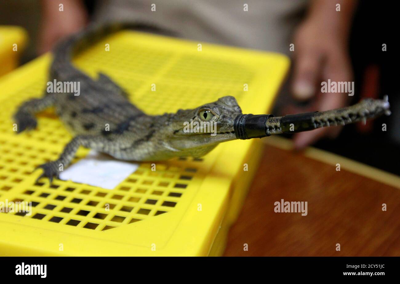 Baby Gavial