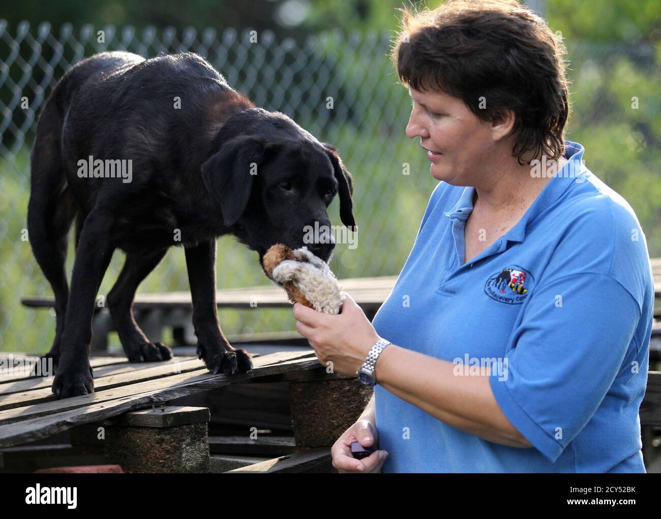 Search And Rescue Dogs 911