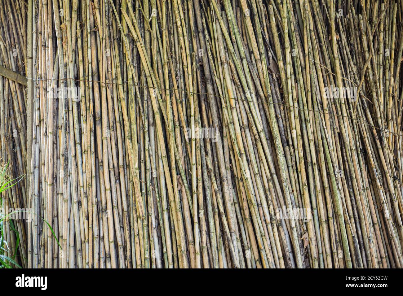 Many bamboo logs together on a wood texture background Stock Photo - Alamy