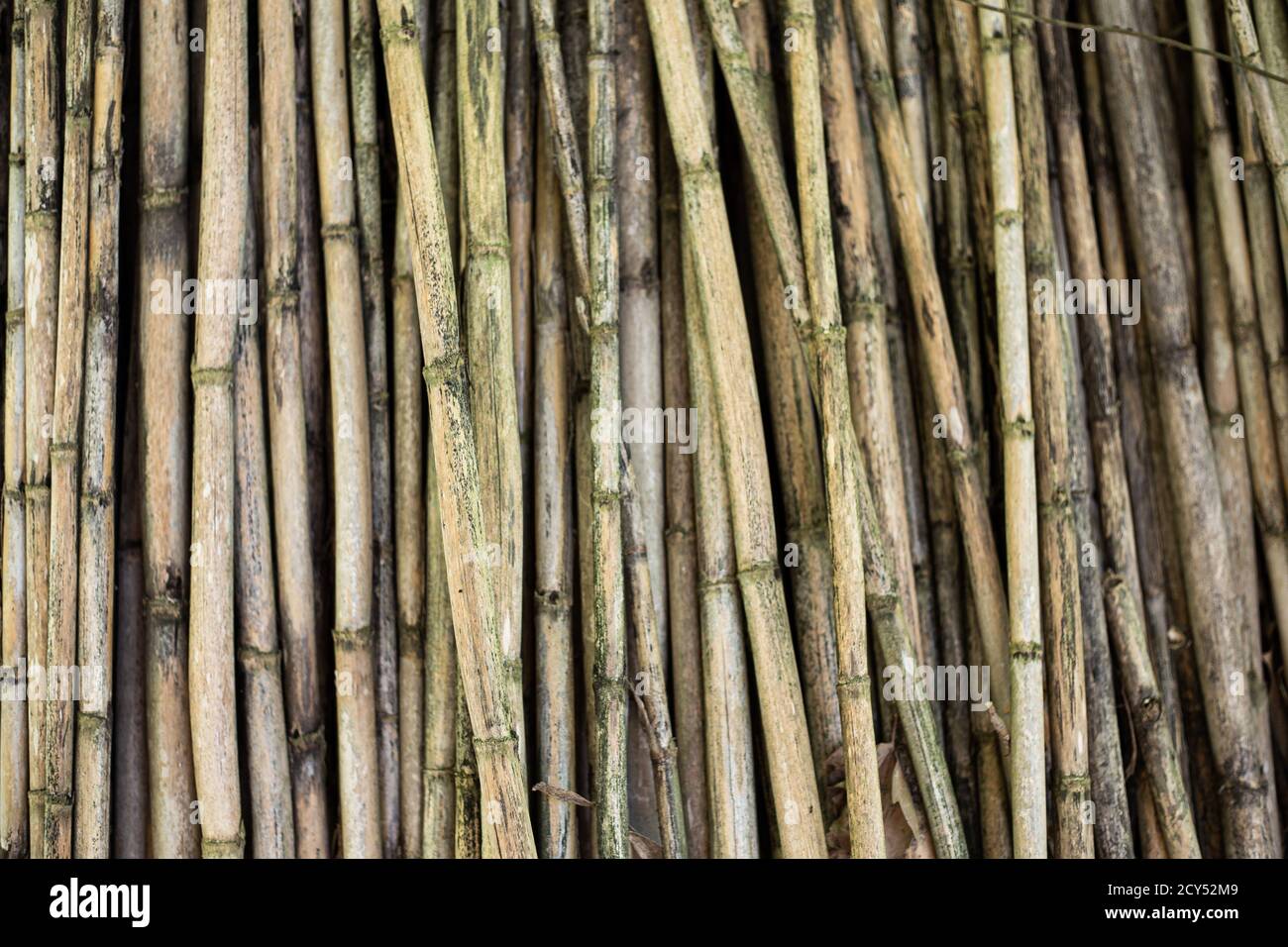 Many bamboo logs together on a wood texture background Stock Photo - Alamy
