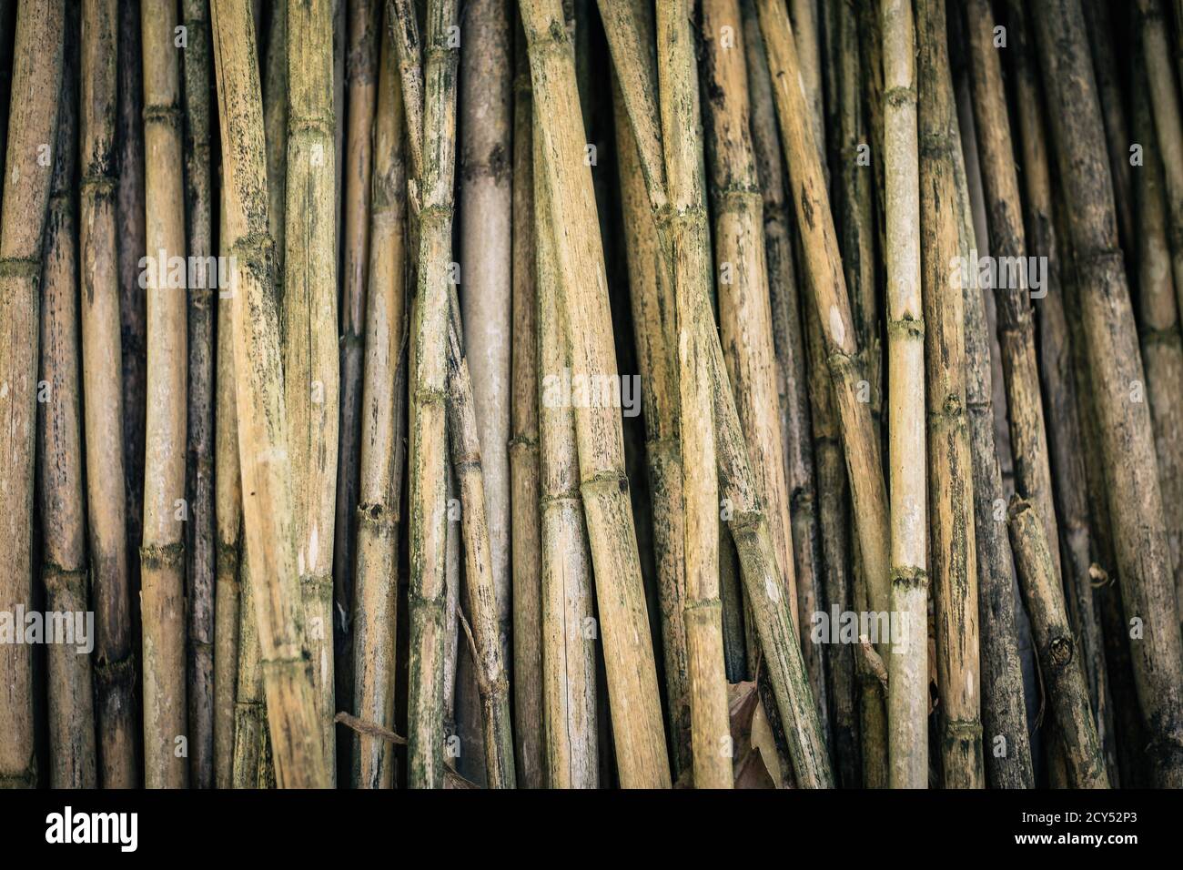 Many bamboo logs together on a wood texture background Stock Photo - Alamy