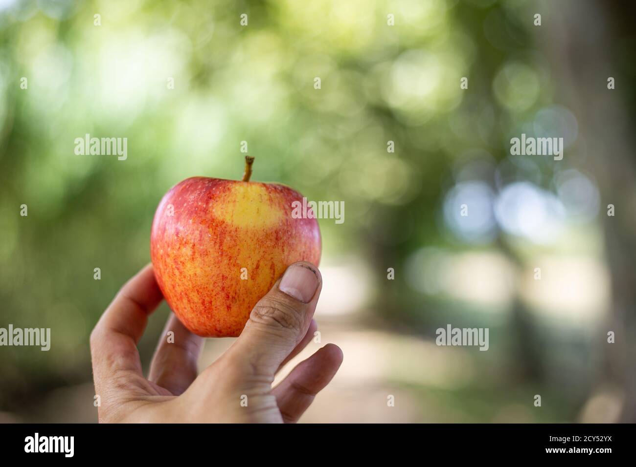 Holding a red apple with a hand isolated on a blurry green background ...