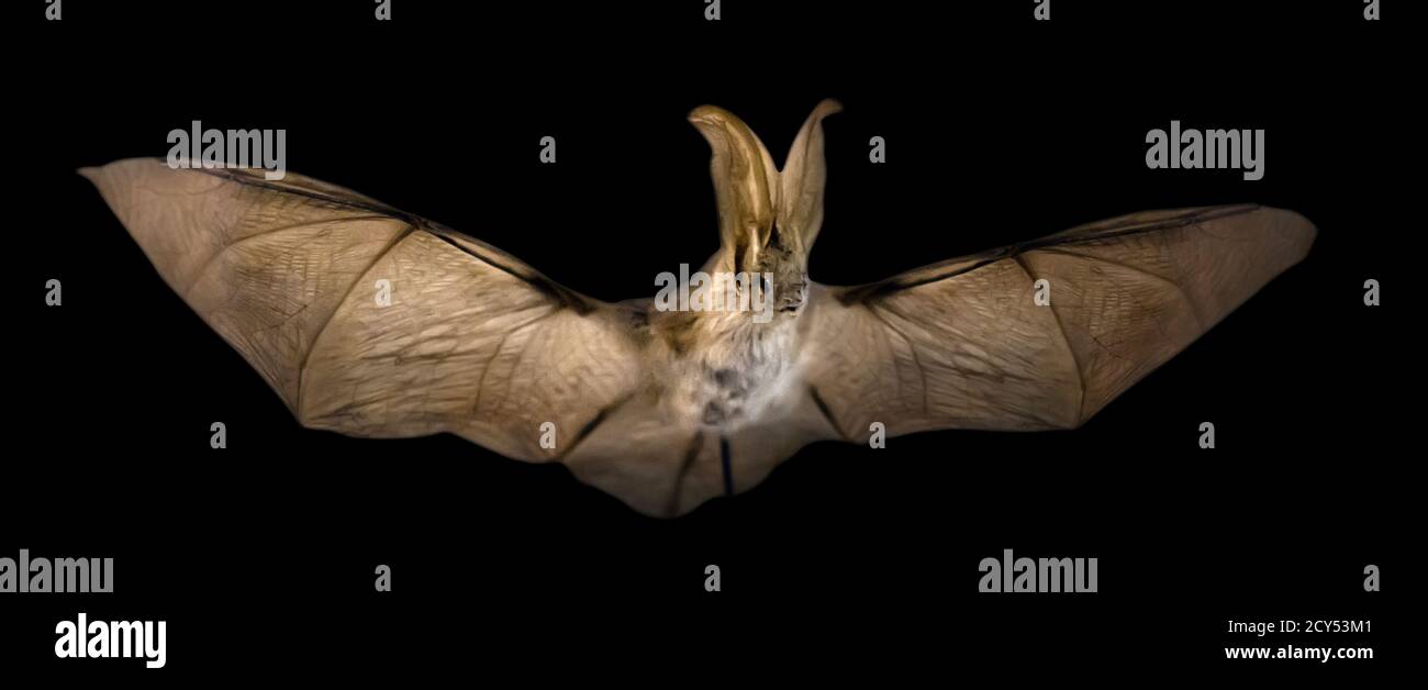 Long Eared Brown Bat High Resolution Stock Photography and Images - Alamy