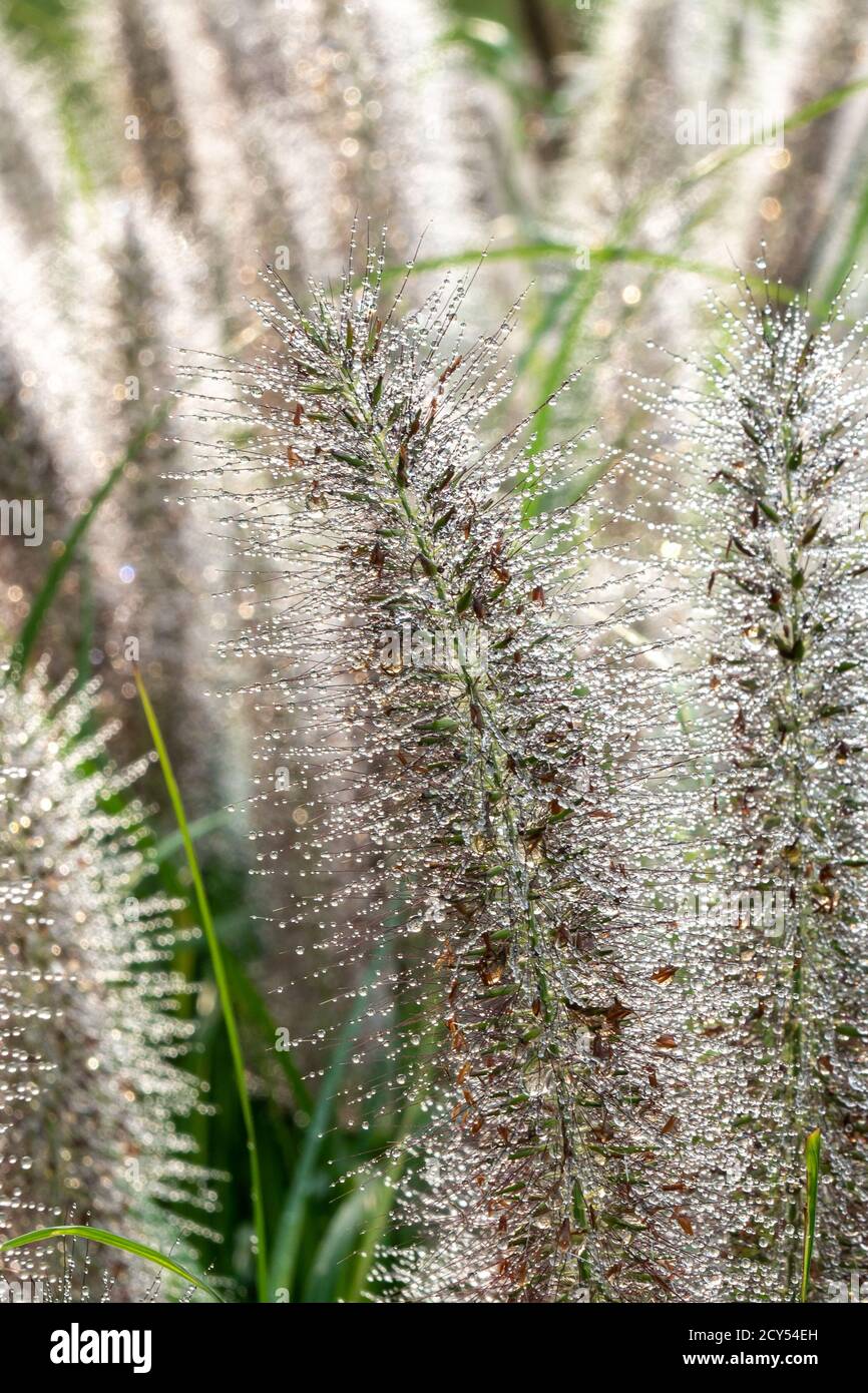 Seed patterns hi-res stock photography and images - Alamy
